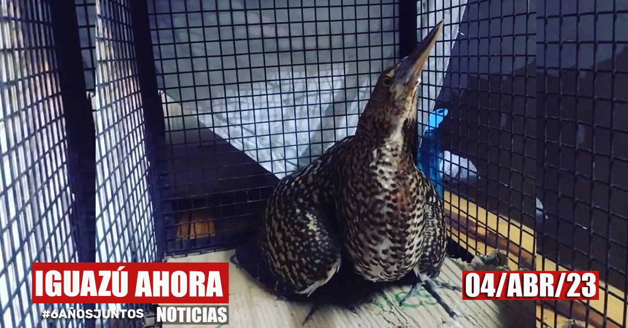 POLICÍAS RESCATARON UN MONO CAÍ Y UNA GARZA ATIGRADA - Iguazú Ahora ...