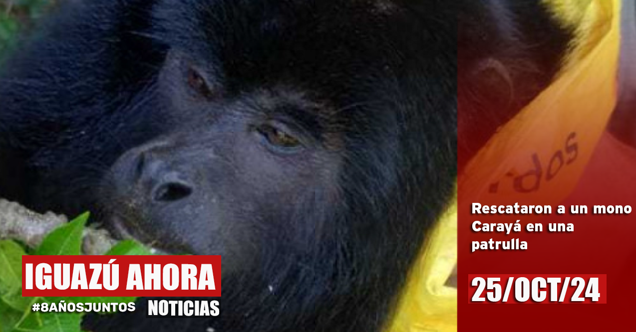 Rescataron a un mono Carayá en una patrulla - Iguazú Ahora Noticias